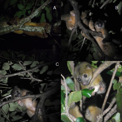 Primer registro de Potos flavus (Carnivora: Procyonidae) en Playa La ...